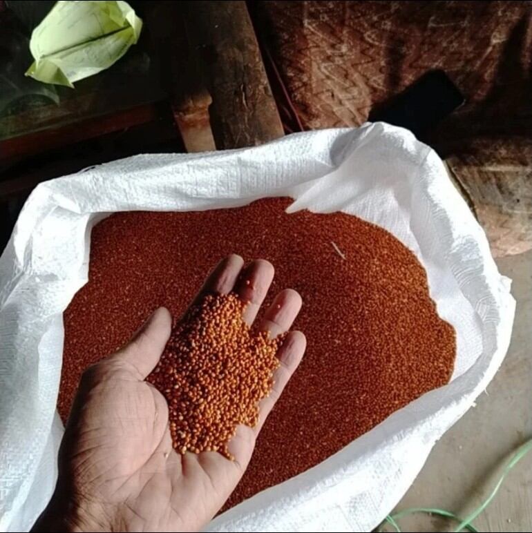 Rumput Signal (brachiaria decumbens) 25kg-benih rumput penghijauan ...