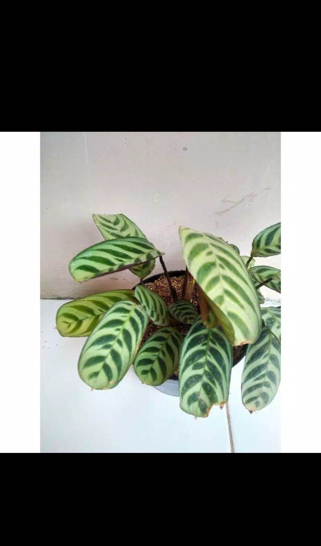TANAMAN HIAS MARANTA SEPAT/CALATHEA MAKAYONA | Lazada Indonesia