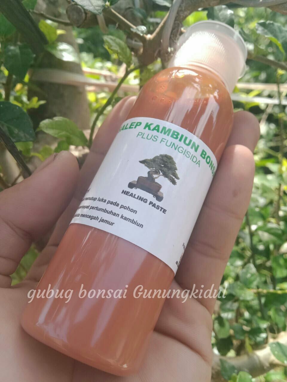 Salep Luka Tanaman Salep Kambium Bonsai Lazada Indonesia