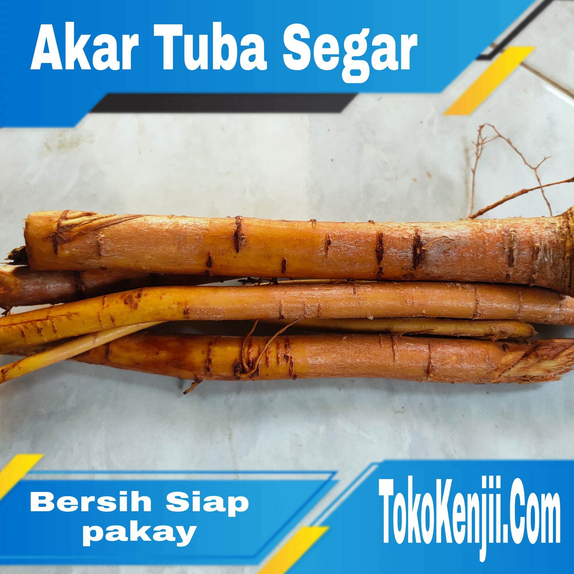 Akar Tuba segar pastisida organik \ akar jenu 1 kg | Lazada Indonesia