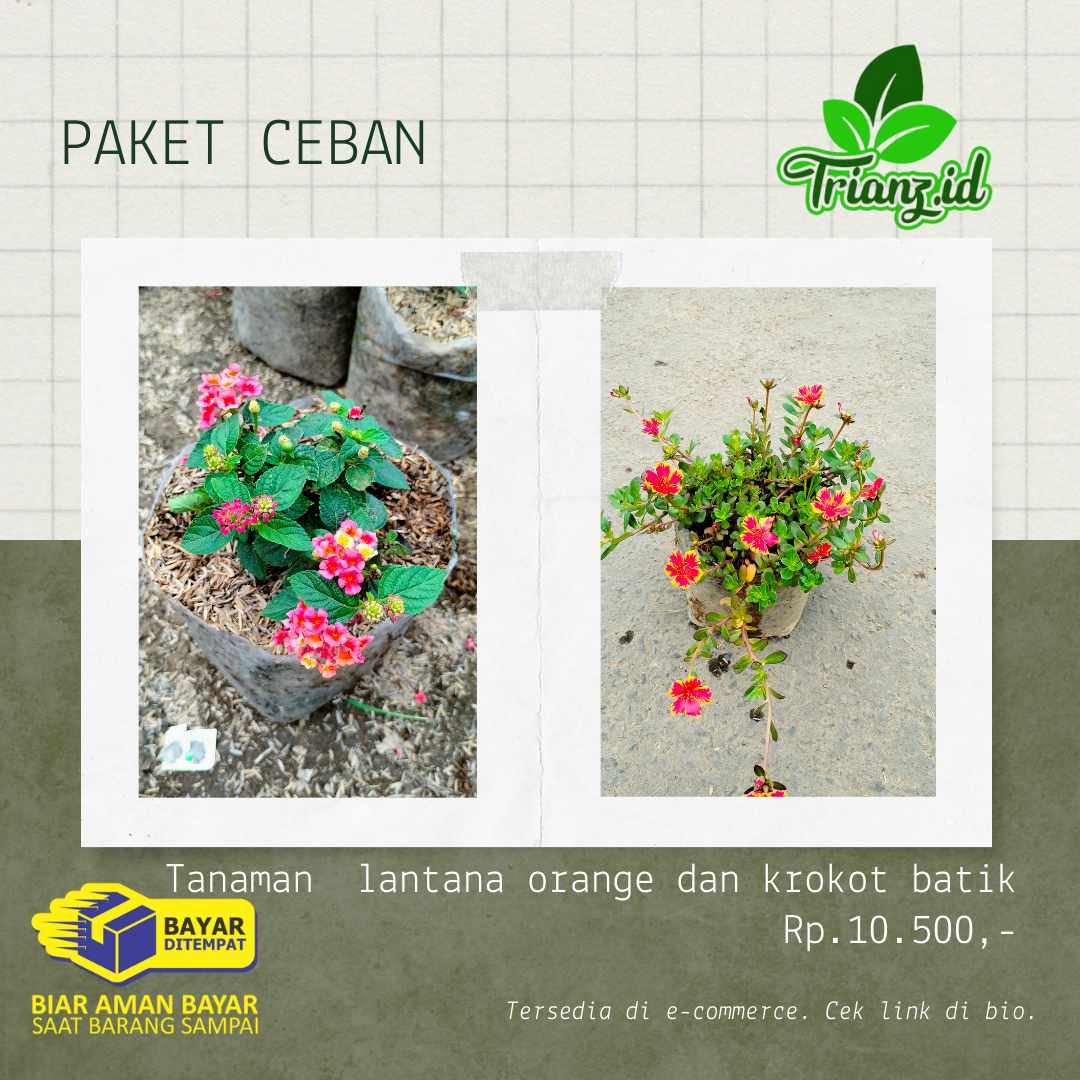 paket ceban tanaman lantana dan krokot bunga batik | Lazada Indonesia