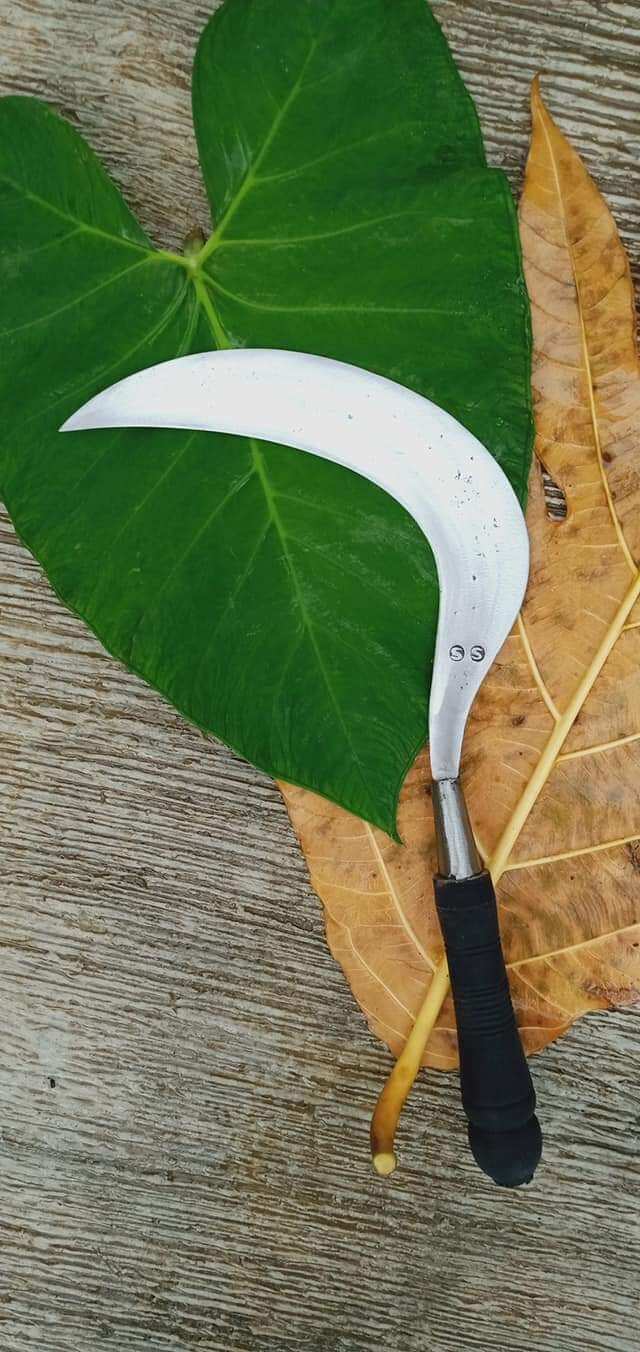 Arit Rumput Madura Super Tajam // Sabit Rumput // Alat Tani | Lazada ...