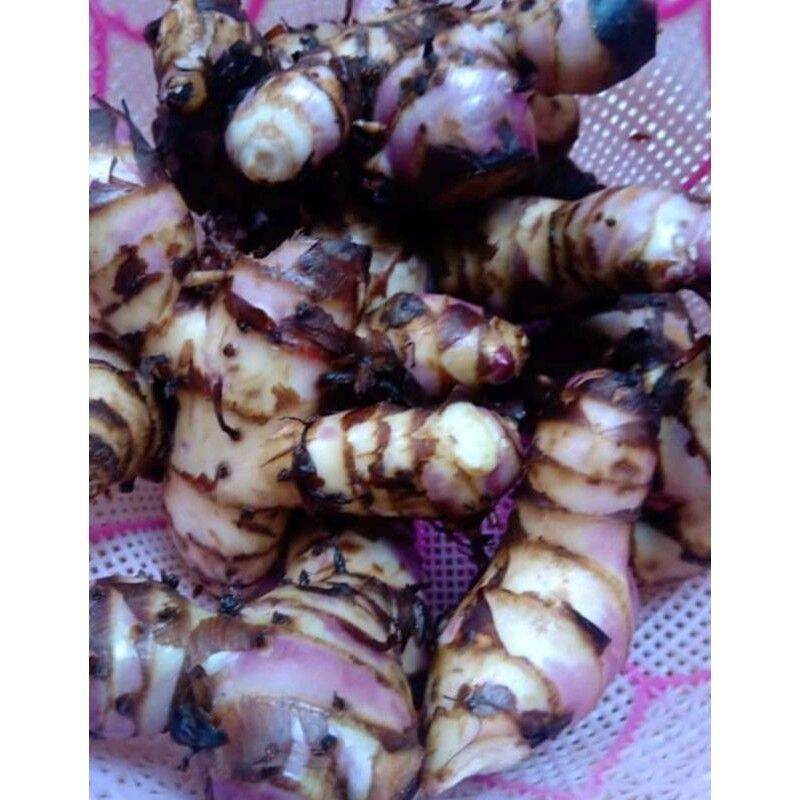 Ubi umbi ganyo / ganyol atu gayong segar per 1.kg | Lazada Indonesia