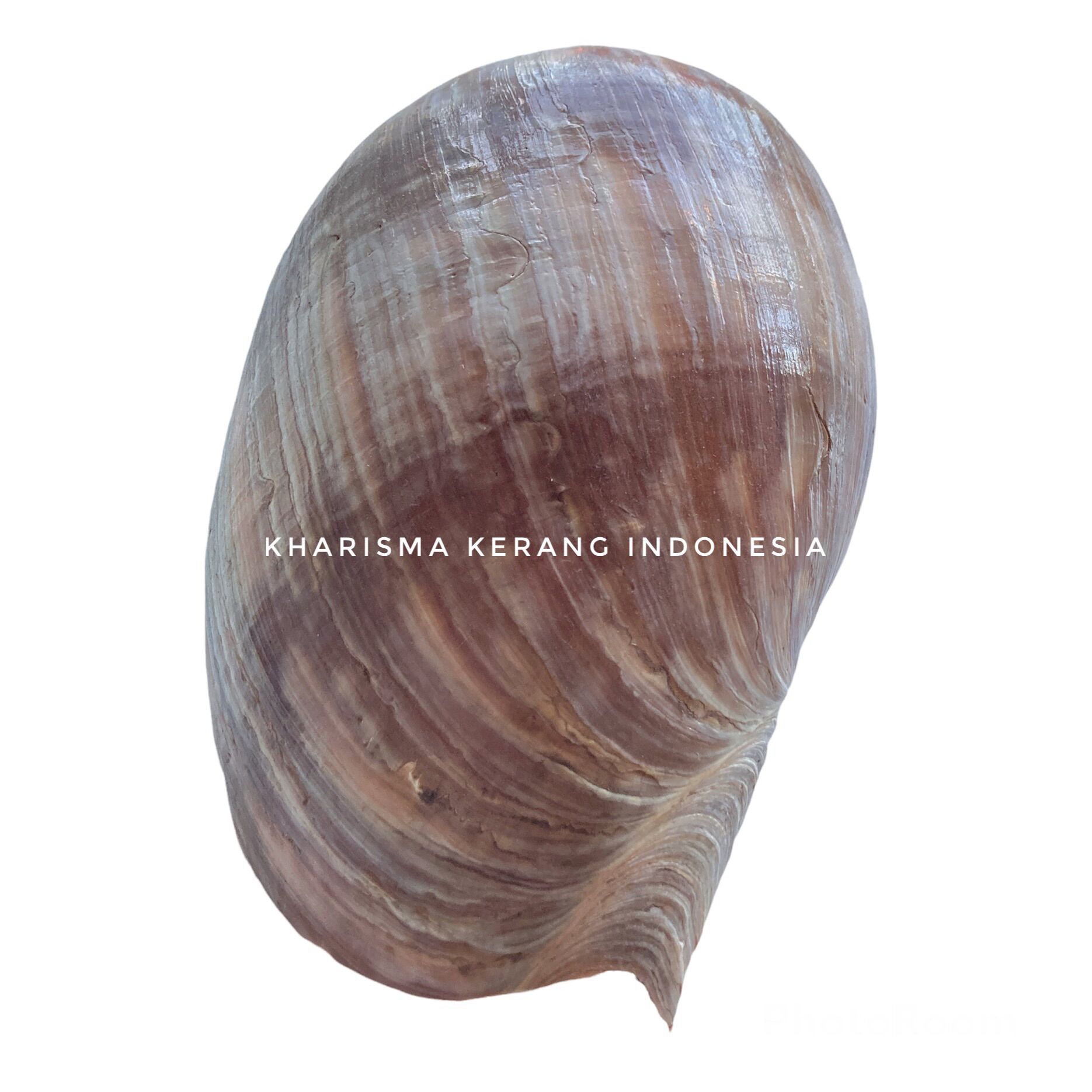 CYMBIUM PEPO (AFRICAN NEPTUNE VOLUTE) CANGKANG KERANG BINGA AFRIKA by ...