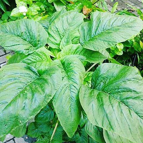 100 biji benih bayam raja/bayam peyek/bayam petik jumbo | Lazada Indonesia