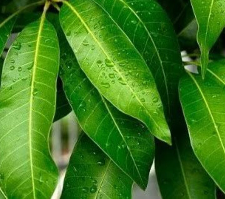 Daun Mangga Segar Daun Mangga Muda Prees Baru dipetik 500Gram | Lazada ...