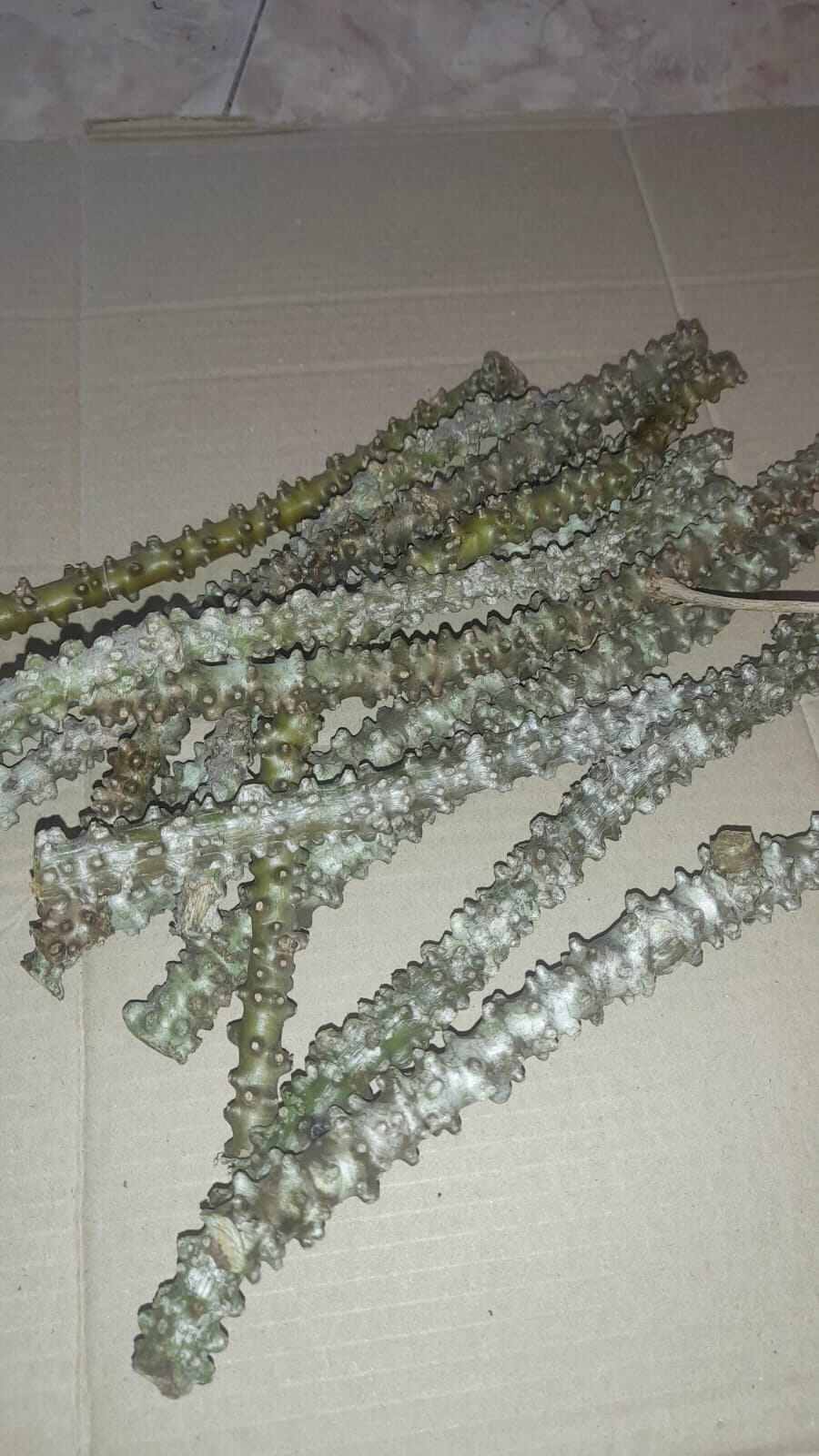 Batang brotowali asli pahit segar 300 gram atau batang patrawali fresh ...