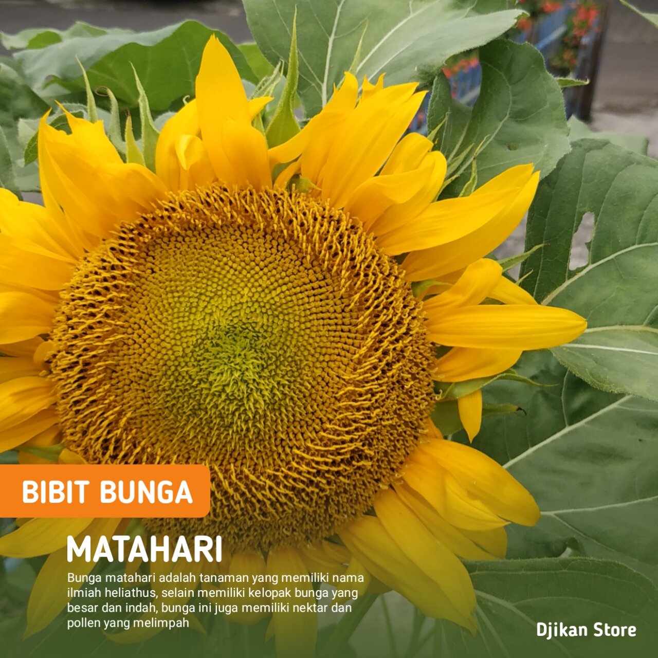 100 Biji bibit bunga matahari kanigara pohon besar | Lazada Indonesia