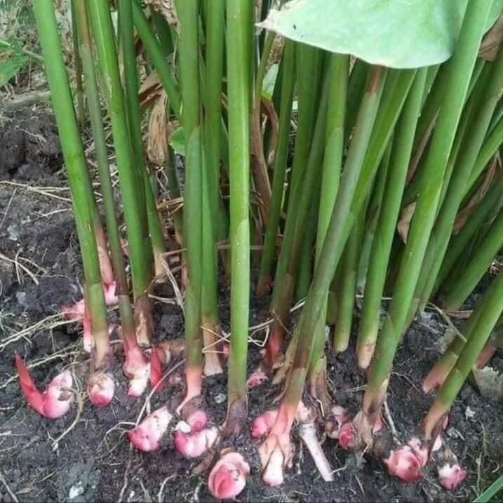 Bibit Tanaman Laja Lengkuas Laos Hidup / Tanaman Herbal | Lazada Indonesia
