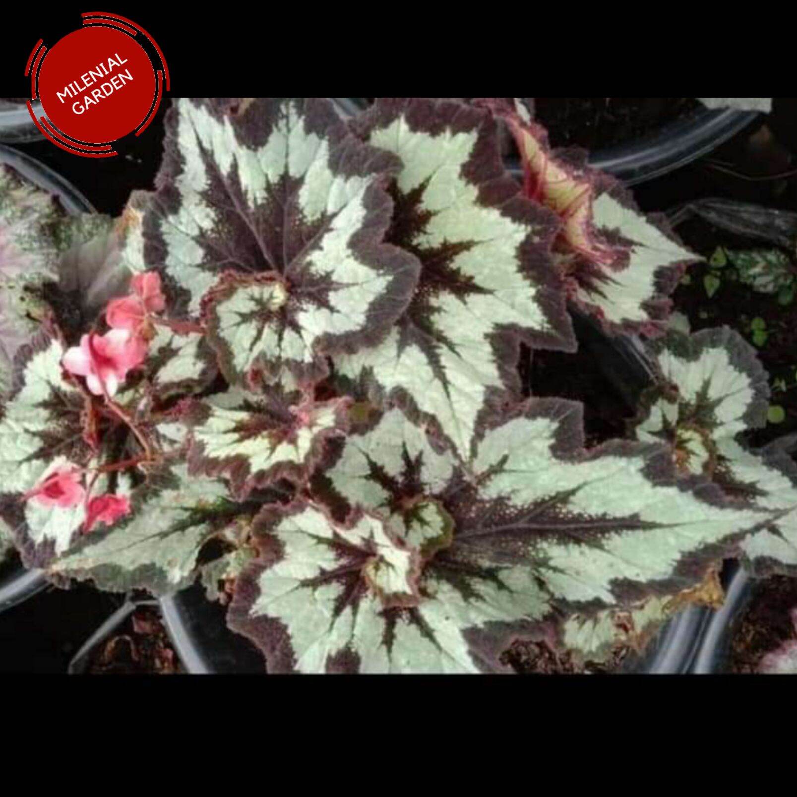 Begonia List Coklat Keong Baldu Tanaman hias bunga begonia indoor ...
