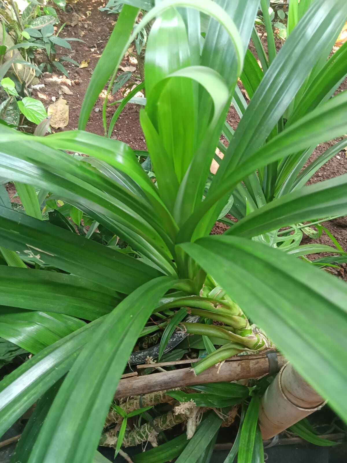 Daun Pandan 15 Lembar | Lazada Indonesia