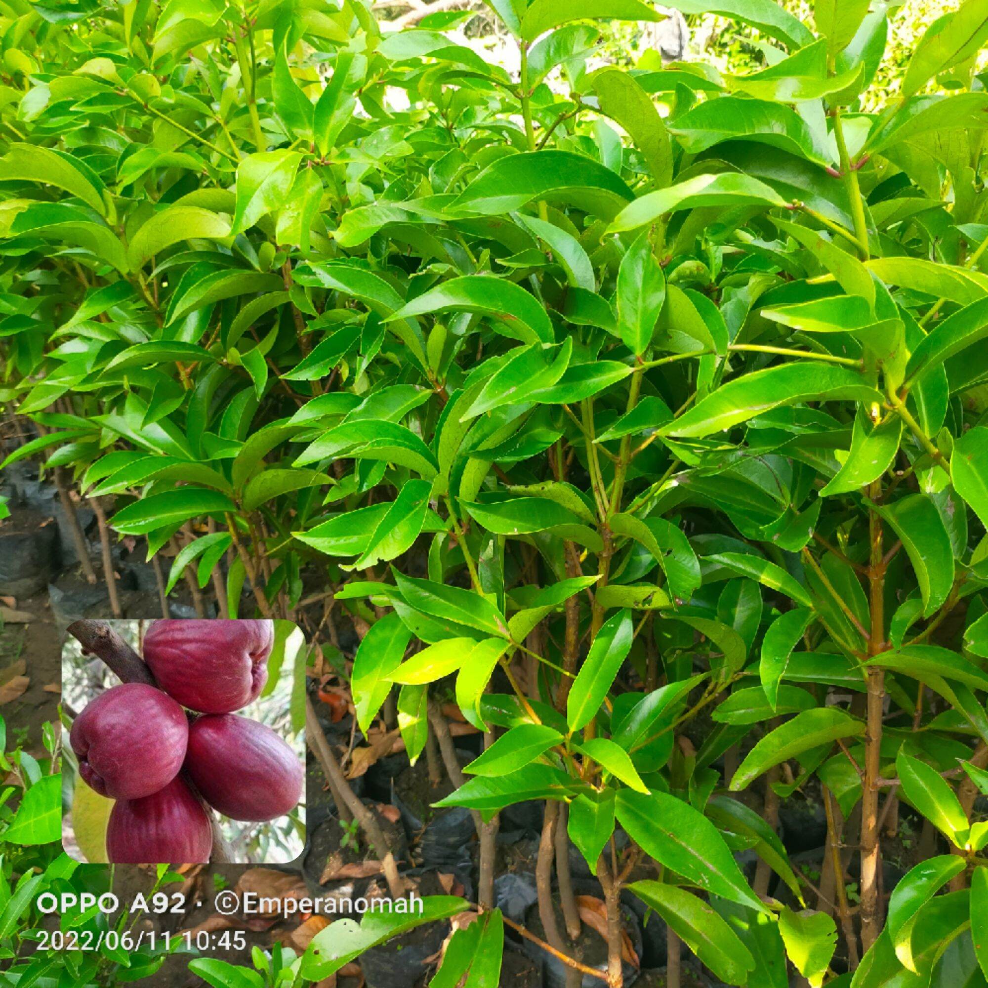 Bibit Tanaman Buah Jambu Dersono Atau Jambu Jamaika Satu Meteran Up ...