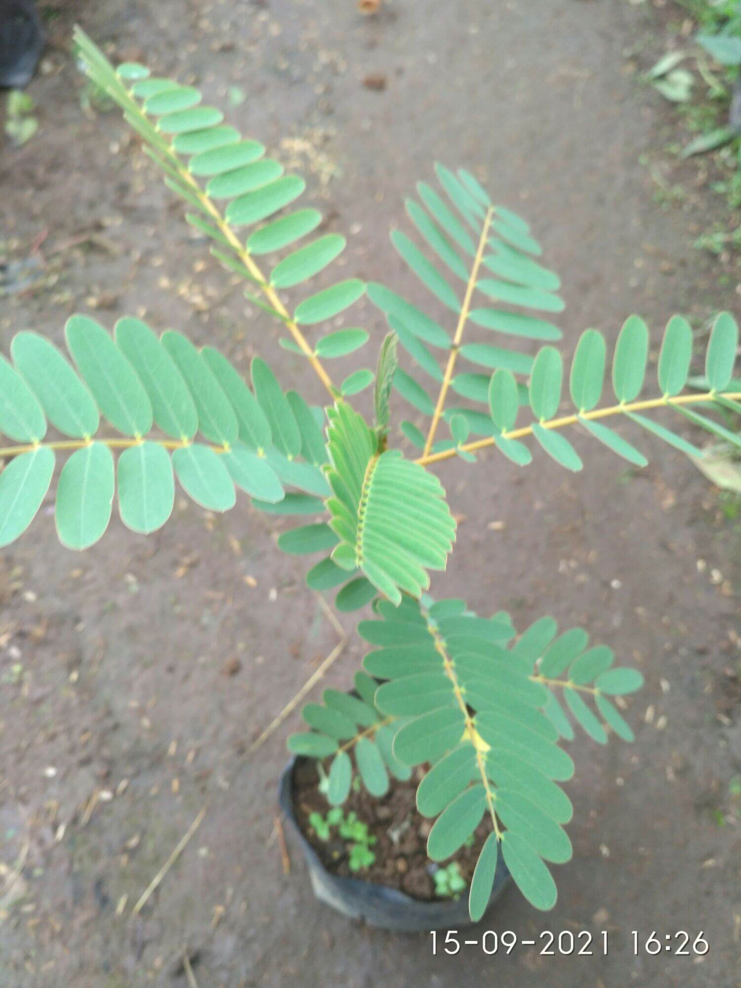 Bibit Tanaman Bunga Turi Putih - Kembang Hias Outdoor dan Obat Herbal ...