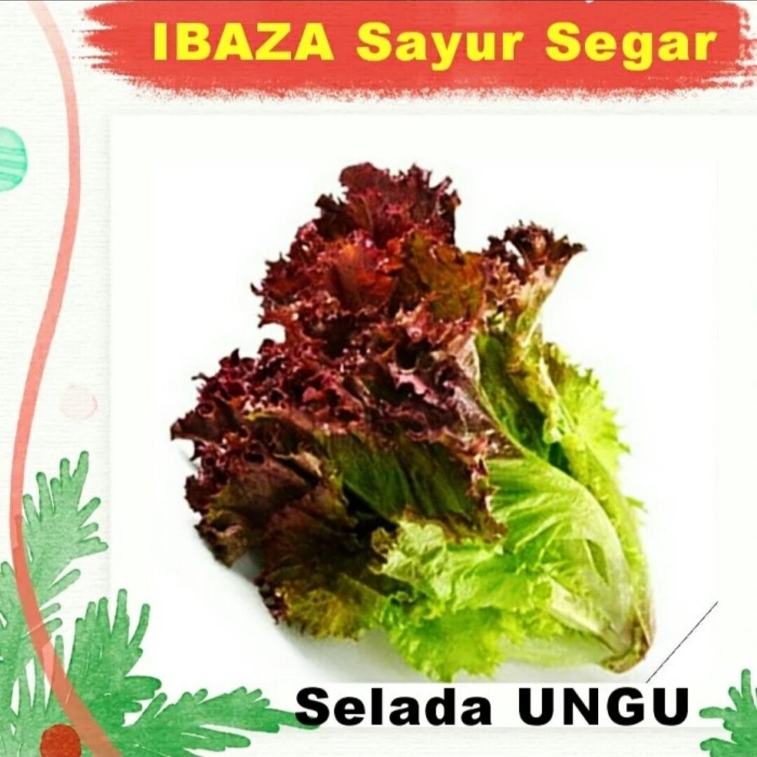 Sayur Selada Keriting UNGU Sayur Segar IBAZA fruitsBOX | Lazada Indonesia