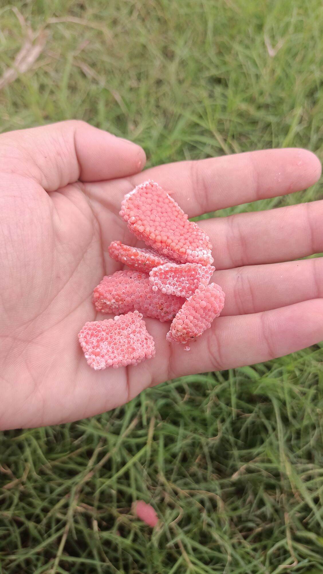 Telur keong mas (Pomacae canaliculata) Probiotik ramah lingkungan ...