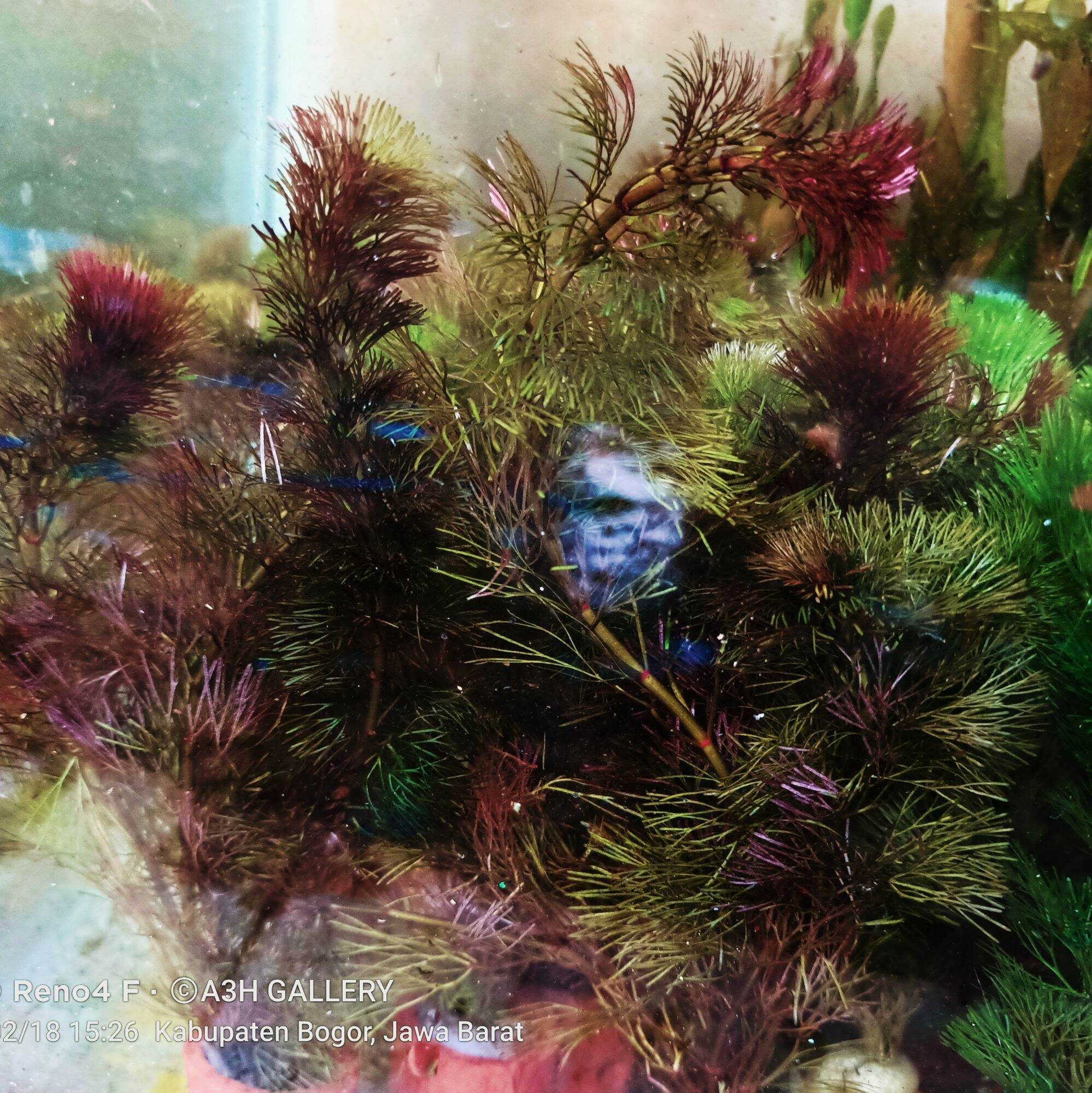 tanaman air cabomba red aquascape/ 1 pot isi 3 batang | Lazada Indonesia