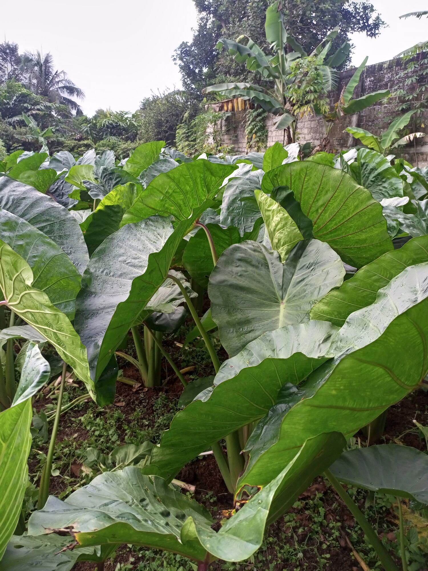 BIBIT TALAS BOGOR /TALAS PRATAMA /per 10 POHON TALAS MERAH TALAS MINYAK ...