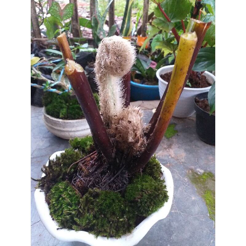 Pakis Kera Bulu Putih 2 pohon Pakis Monyet Tanaman hias pakis hutan ...