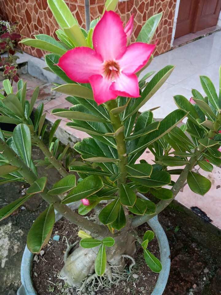 tanaman hias, adenium semboja, tanaman semboja adenium Jepang, bibit ...