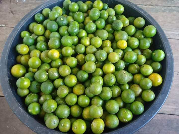 jeruk sonkit/lemon cui/ kasturi/kietna 1kg | Lazada Indonesia