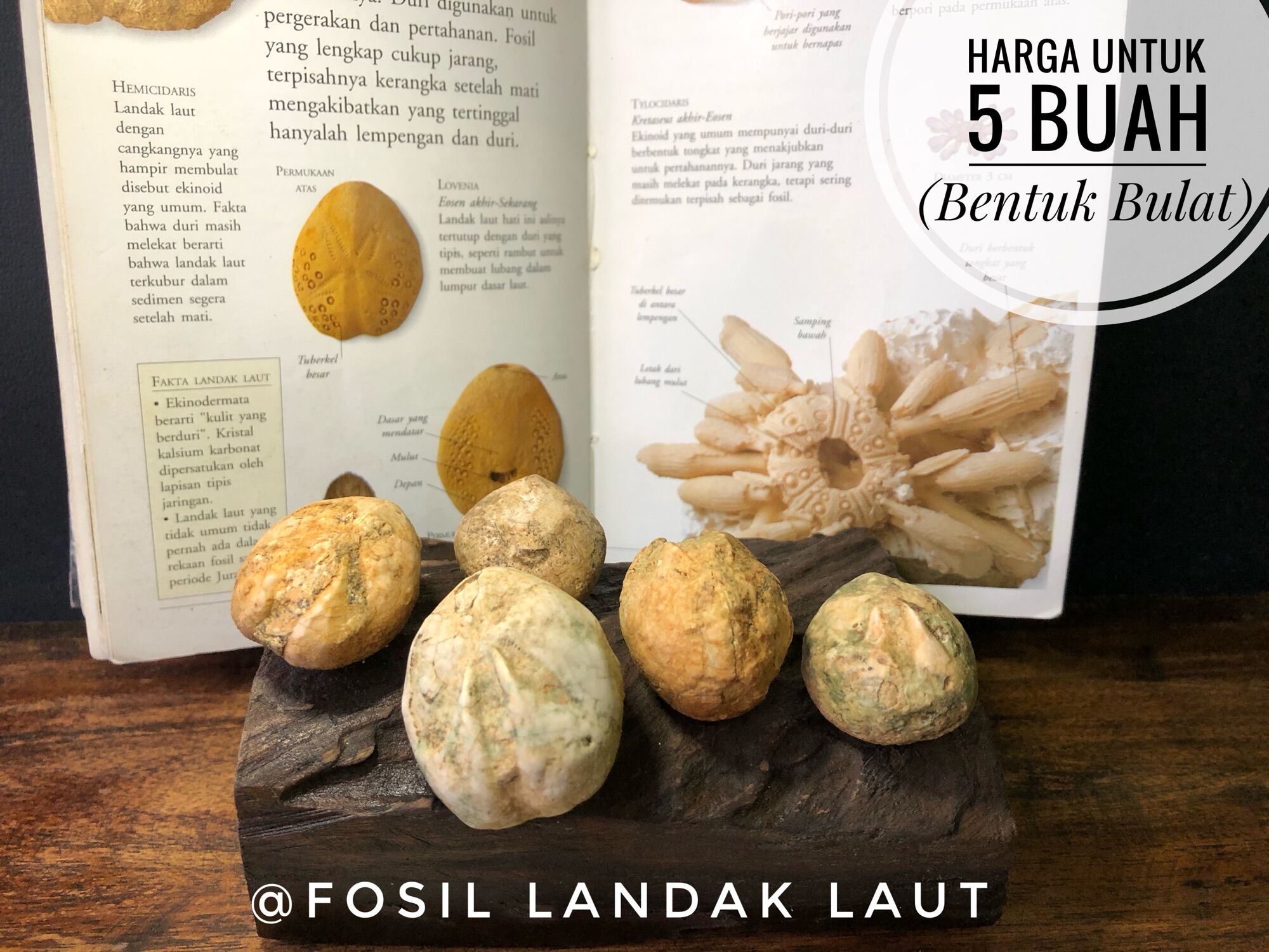 Fosil Landak Laut Natural B13 atau Fosil Awar-Awar atau Fosil Keong ...