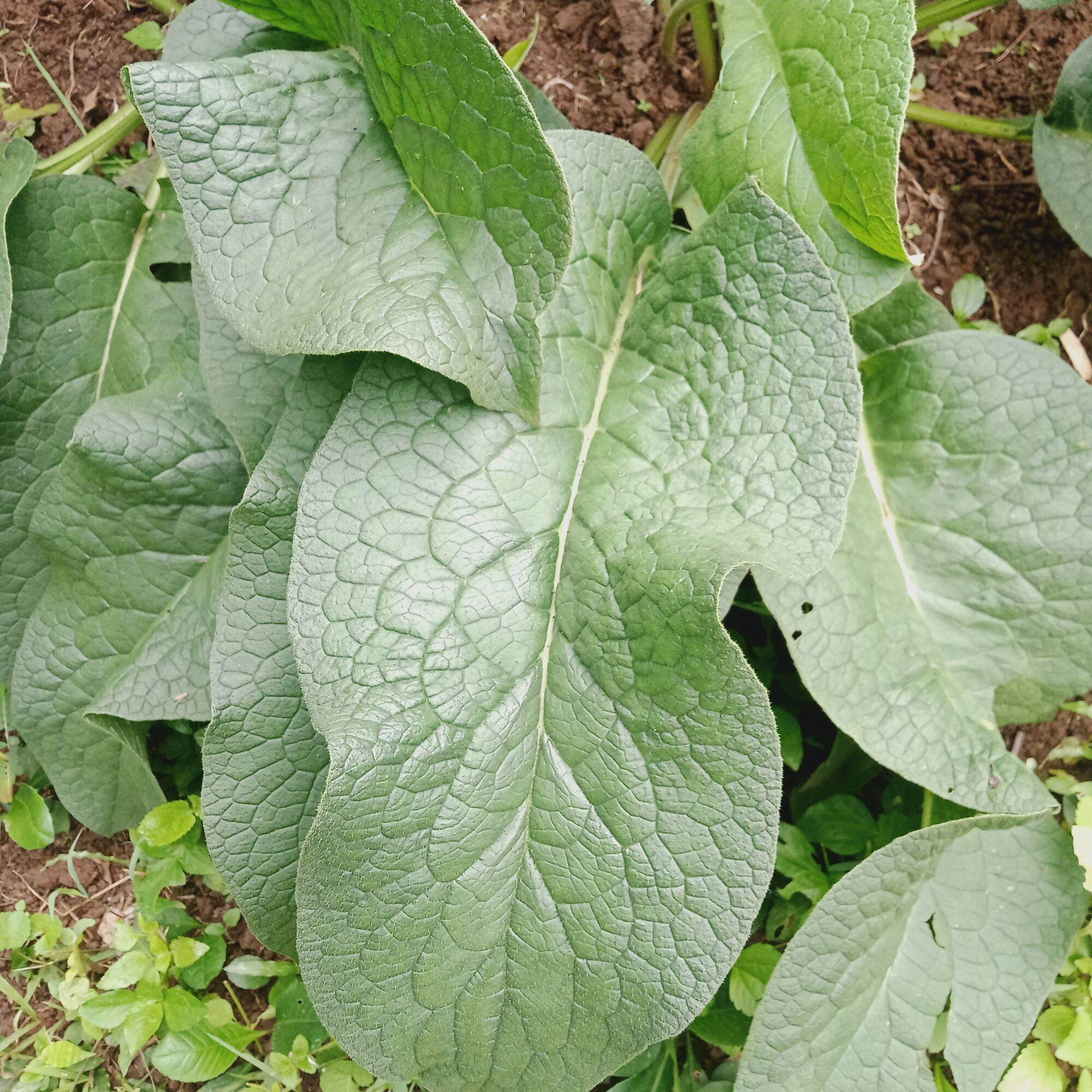 Daun komfrey symphytum officinale 10 helai | Lazada Indonesia