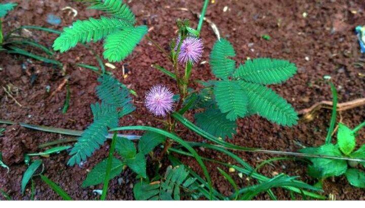 Daun Putri malu atau mimosa pudica 150 gram | Lazada Indonesia