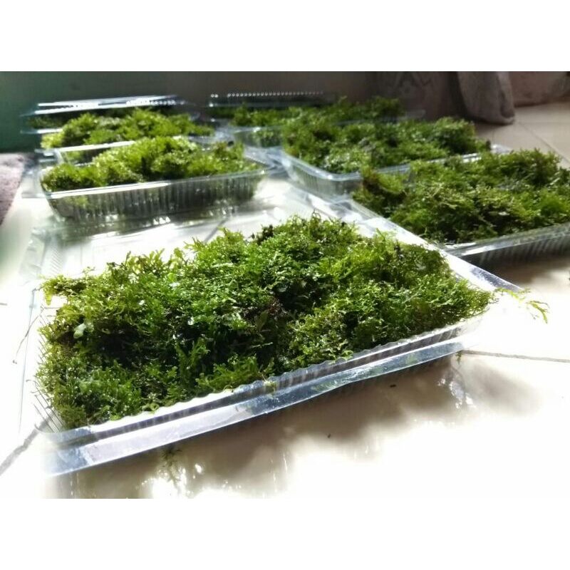 tanaman hias aquascape Moss ricardia low co2 | Lazada Indonesia