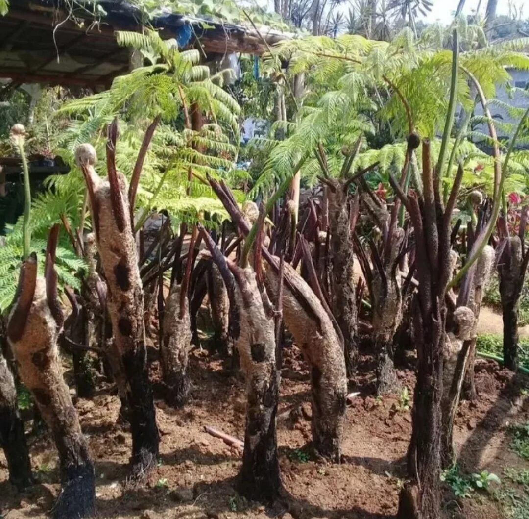 Tanaman pakis monyet / pakis hutan 1 meter | Lazada Indonesia