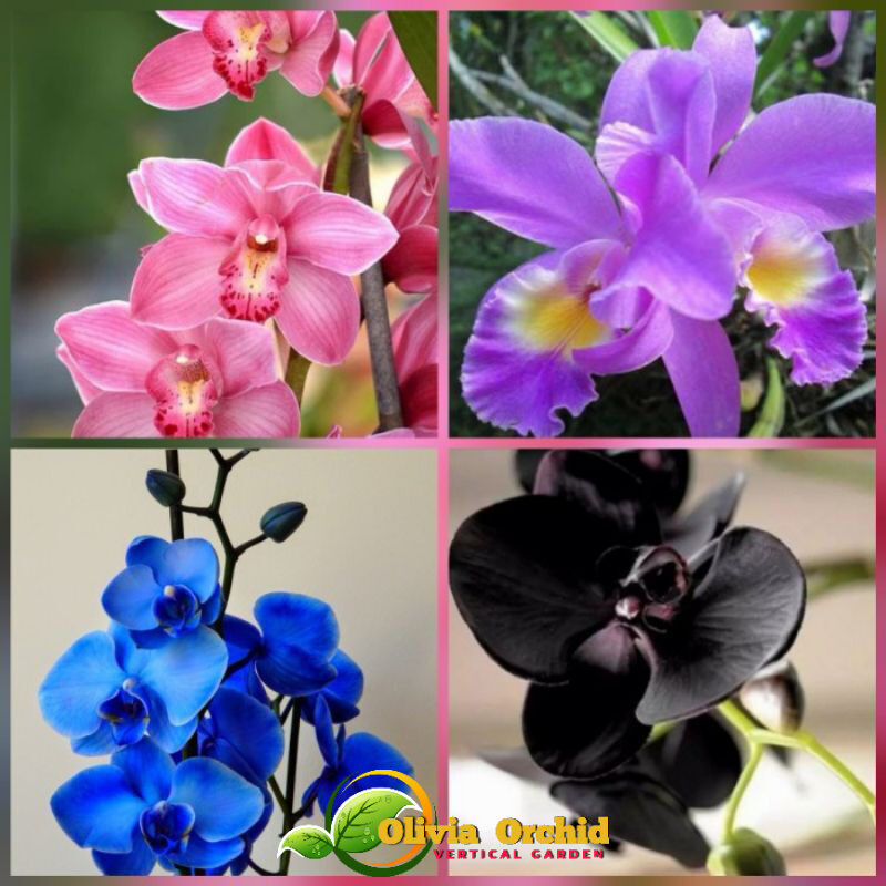 4 PAKETAN TANAMAN HIAS ANGGREK TANAH | Lazada Indonesia