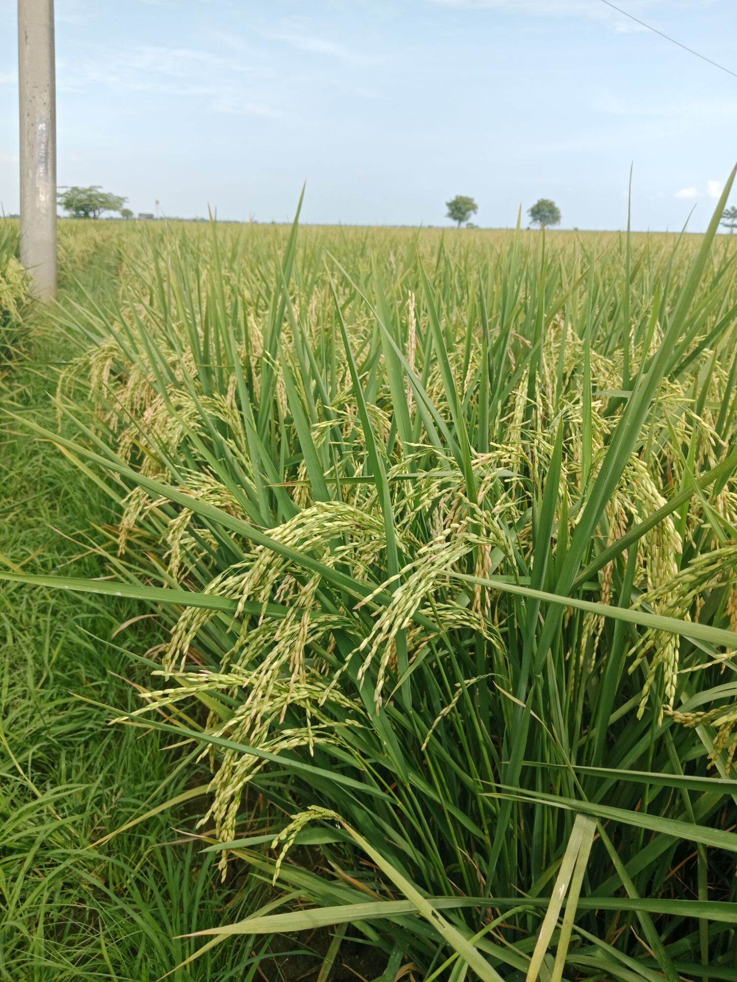 benih padi varientas cigelis jenis terbaru 2025 | Lazada Indonesia