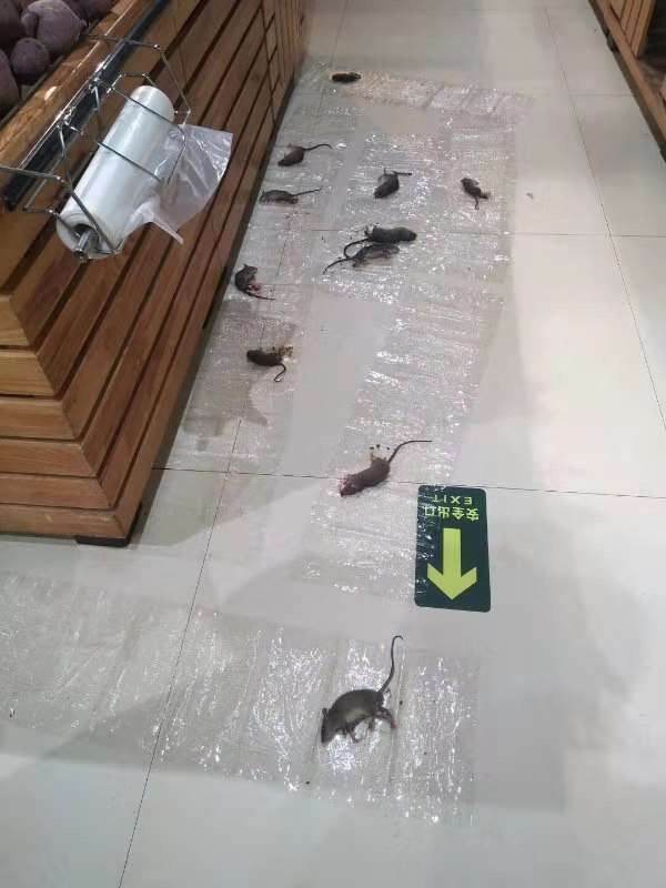 LTP1218 Lem Tikus Perangkap Tikus Transparan Super Lengket Ukuran Besar ...
