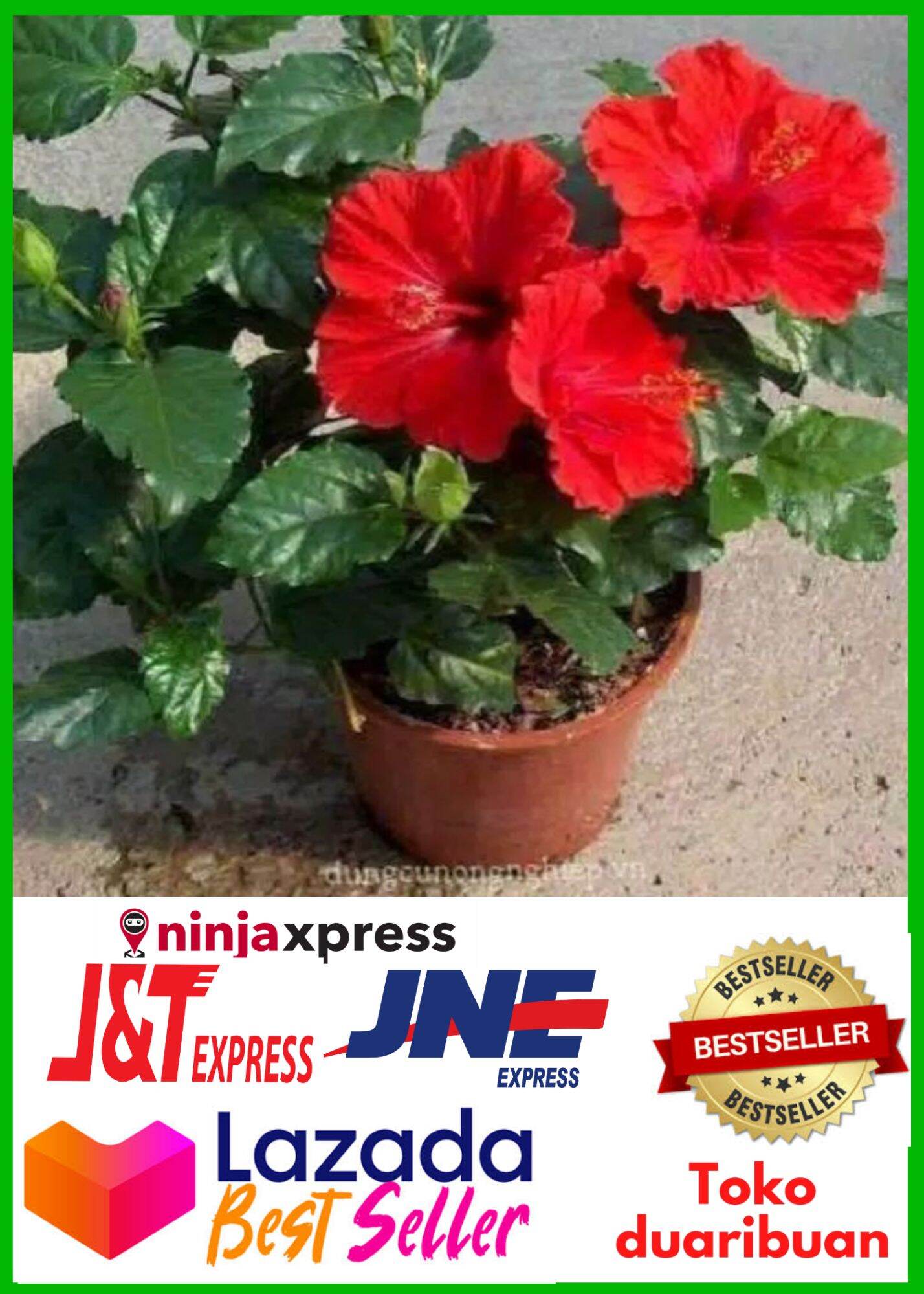 Pohon Bunga Sepatu / Tanaman Hias Kembang Sepatu / Bibit Tanaman ...