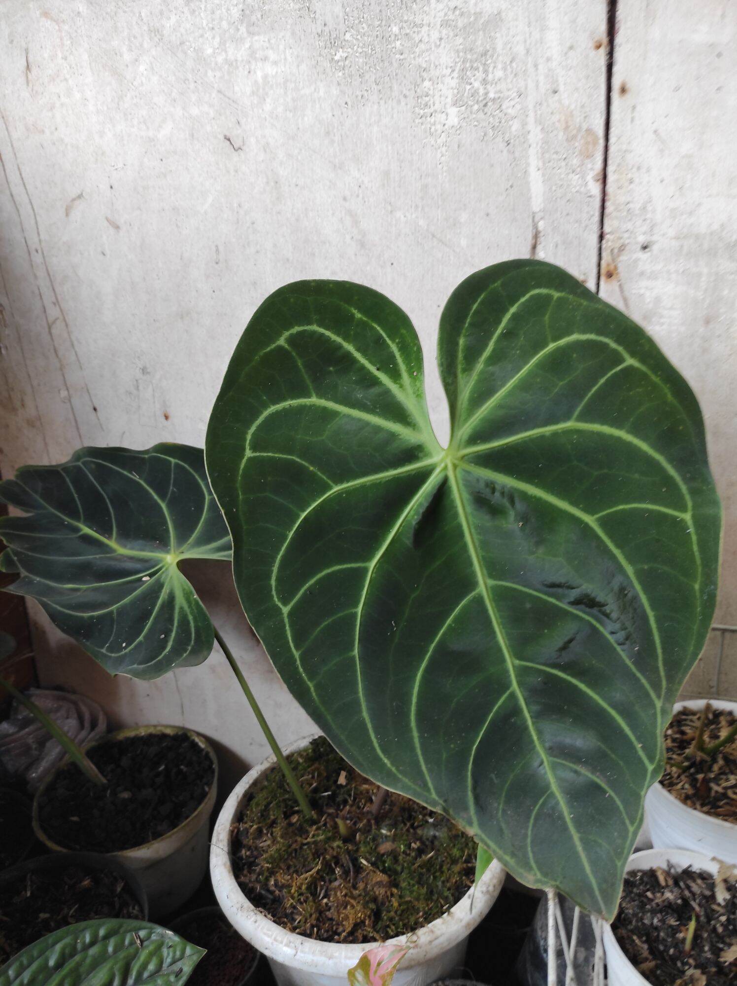 anthurium regale sunda | Lazada Indonesia