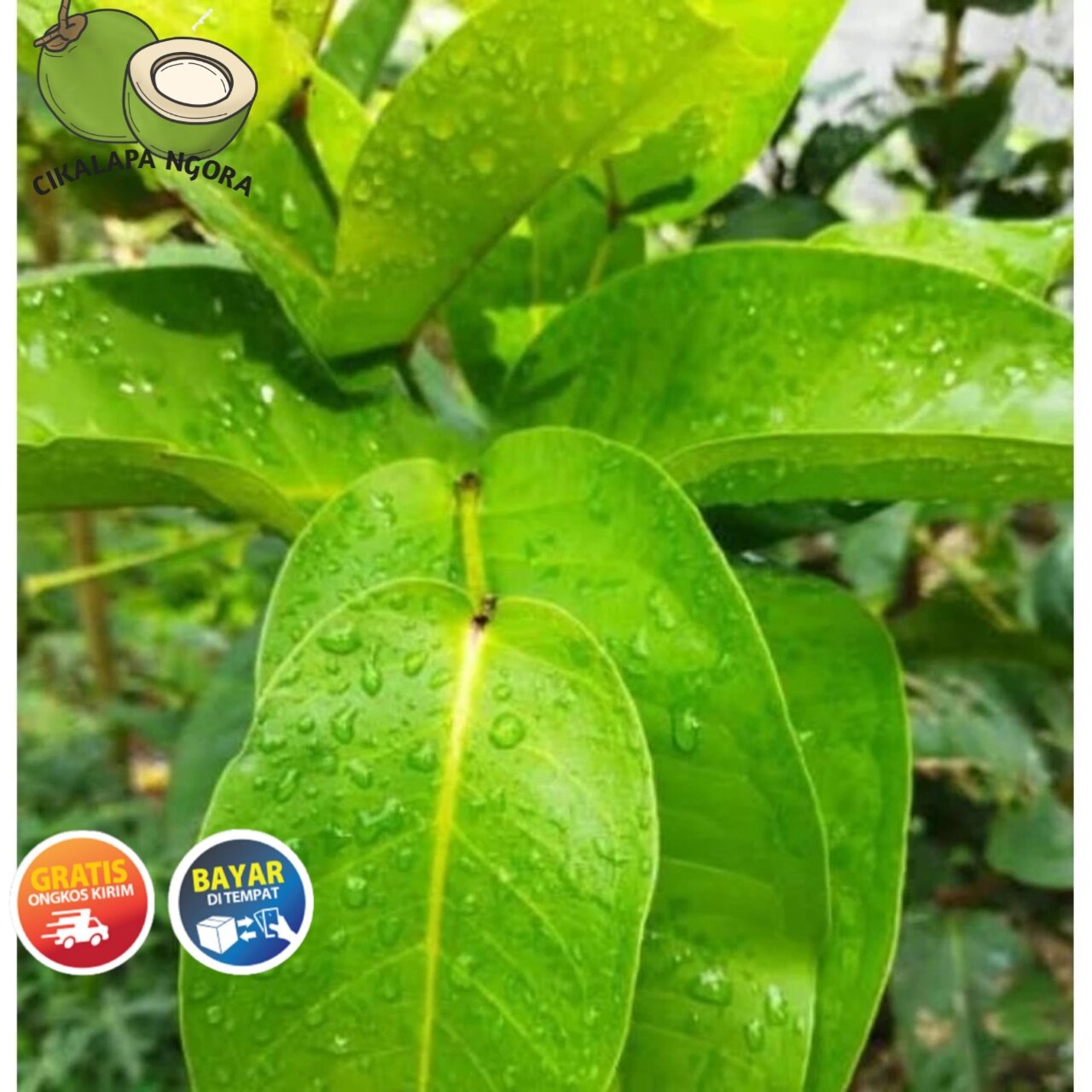 DAUN JAMBU AIR 50 LEMBAR | Lazada Indonesia