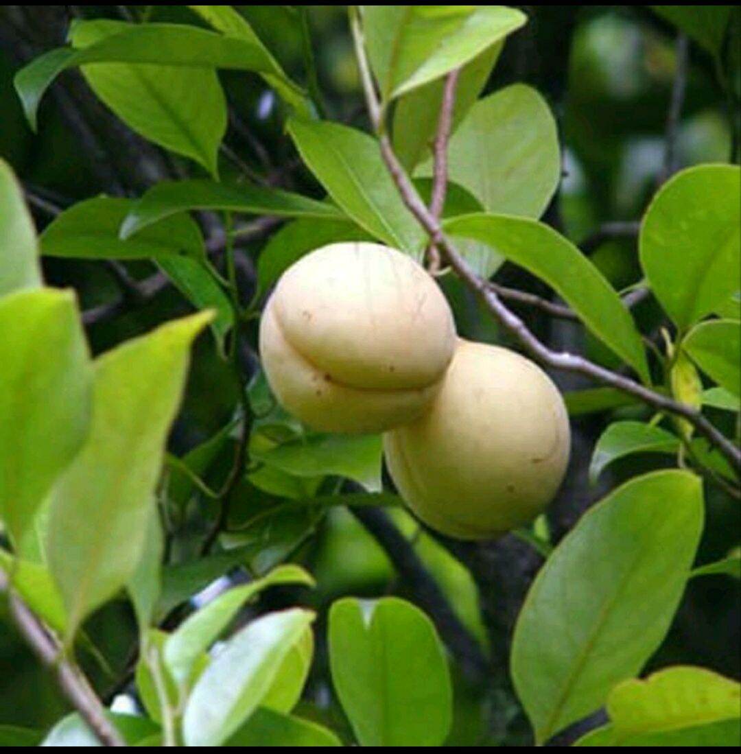 Buah Pala Segar Buah pala buat manisan Jus pala Biji pala buat bumbu ...