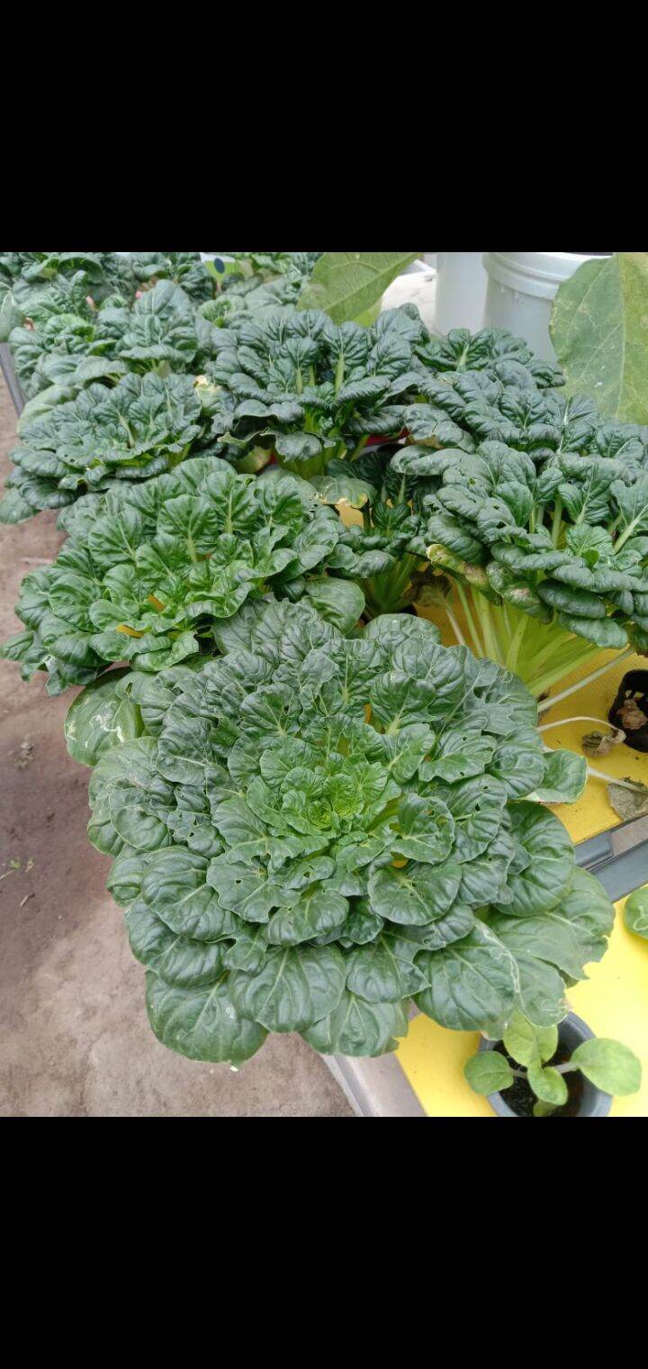 BENIH SELADA TAKE CHAI TATSOI SAWI PAGODA - 50 SEED | Lazada Indonesia