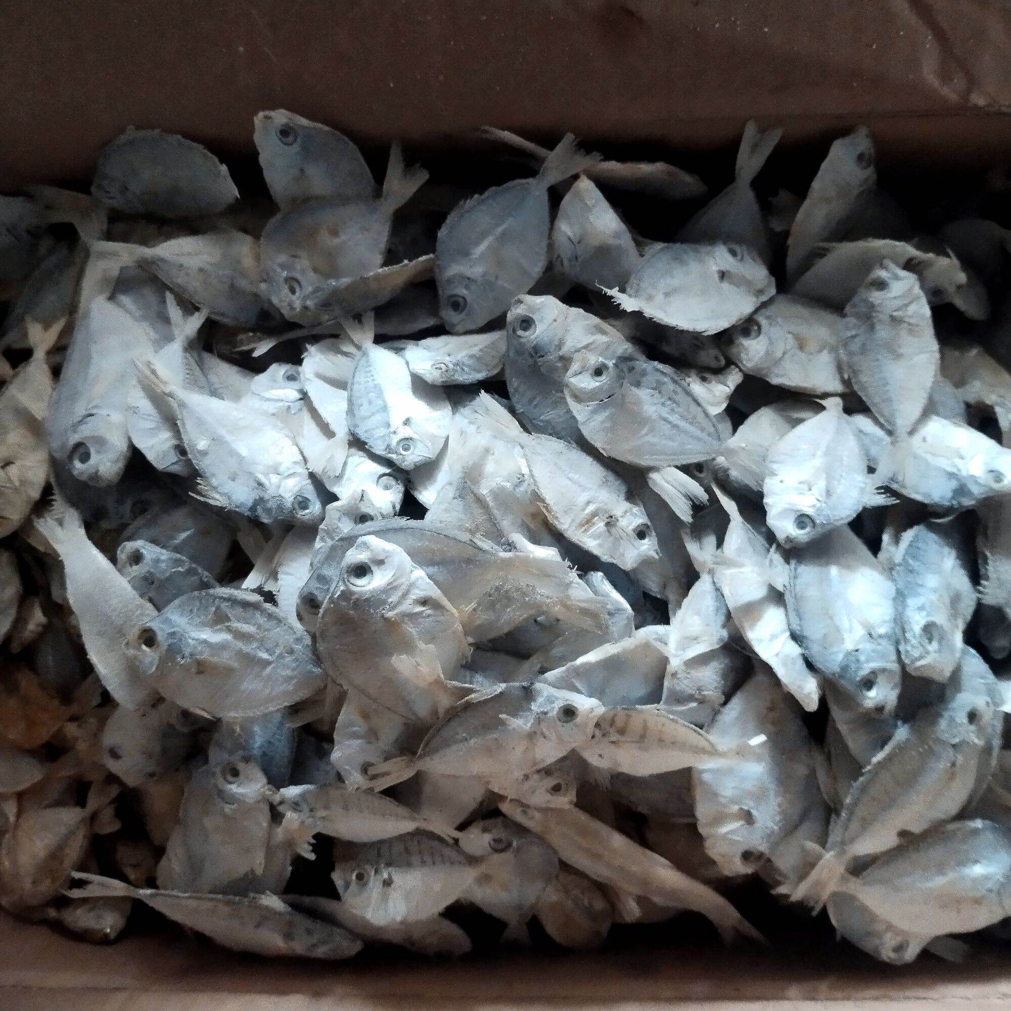 Ikan Asin pirik murah/ikan petek 1kg | Lazada Indonesia