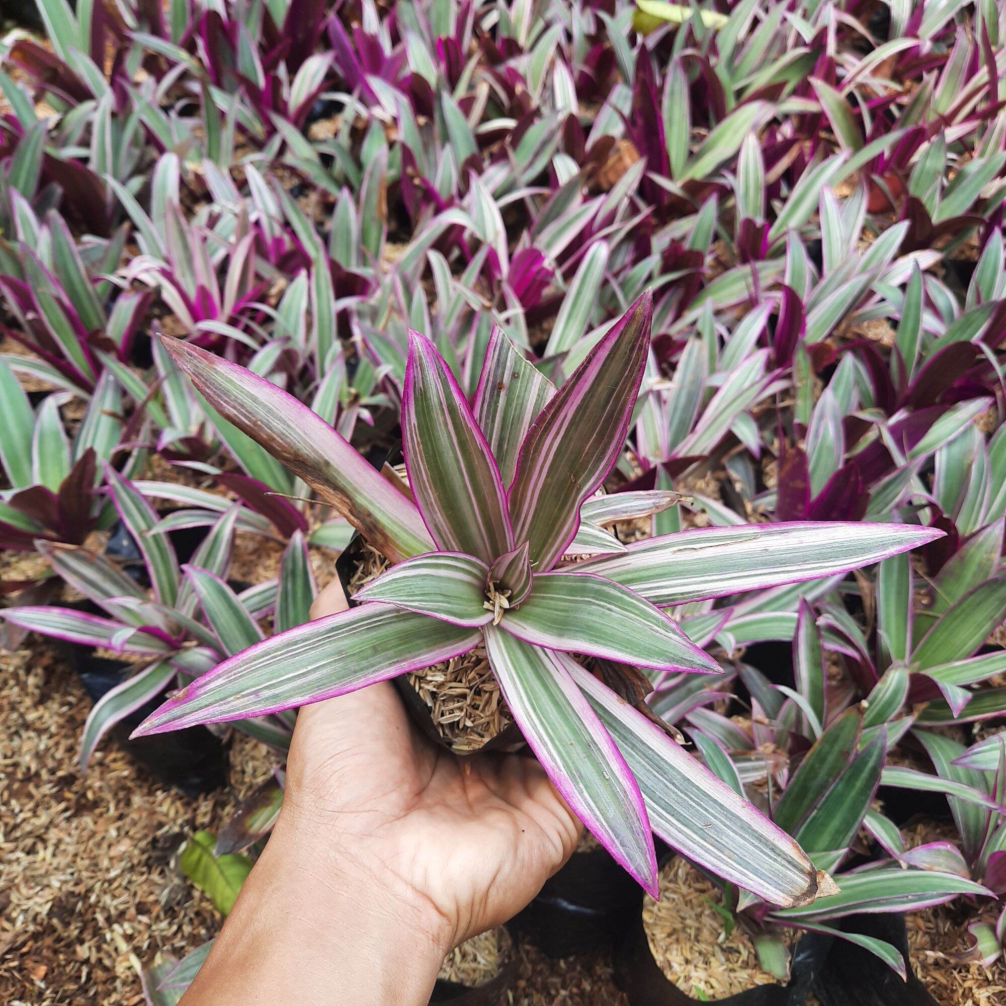 TANAMAN HIAS ADAM HAWA VARIGATA / ADAM HAWA 3 COLLOR | Lazada Indonesia