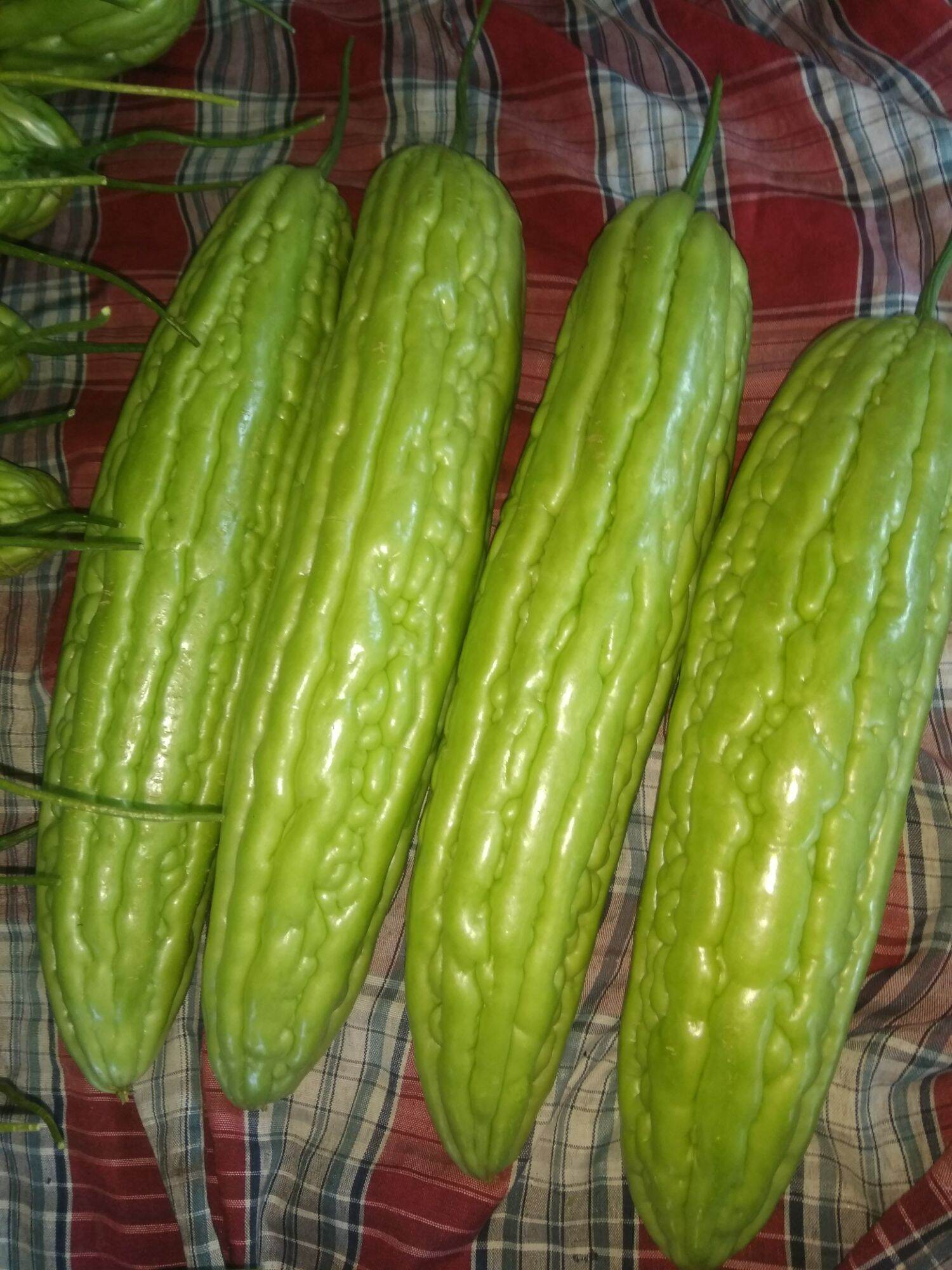 PARE SEGAR DIPETIK SAAT ADA ORDERAN NET 1 KG | Lazada Indonesia