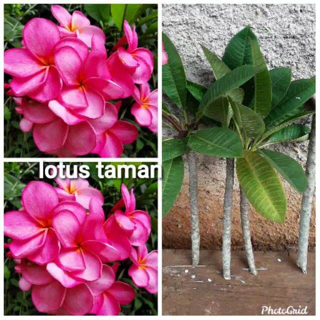 POHON KAMBOJA BALI BUNGA MERAH FANTA-stek batang tanaman kamboja bali ...