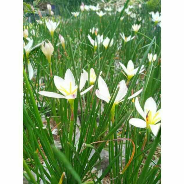 tanaman hidup kucay tulip bunga putih | Lazada Indonesia