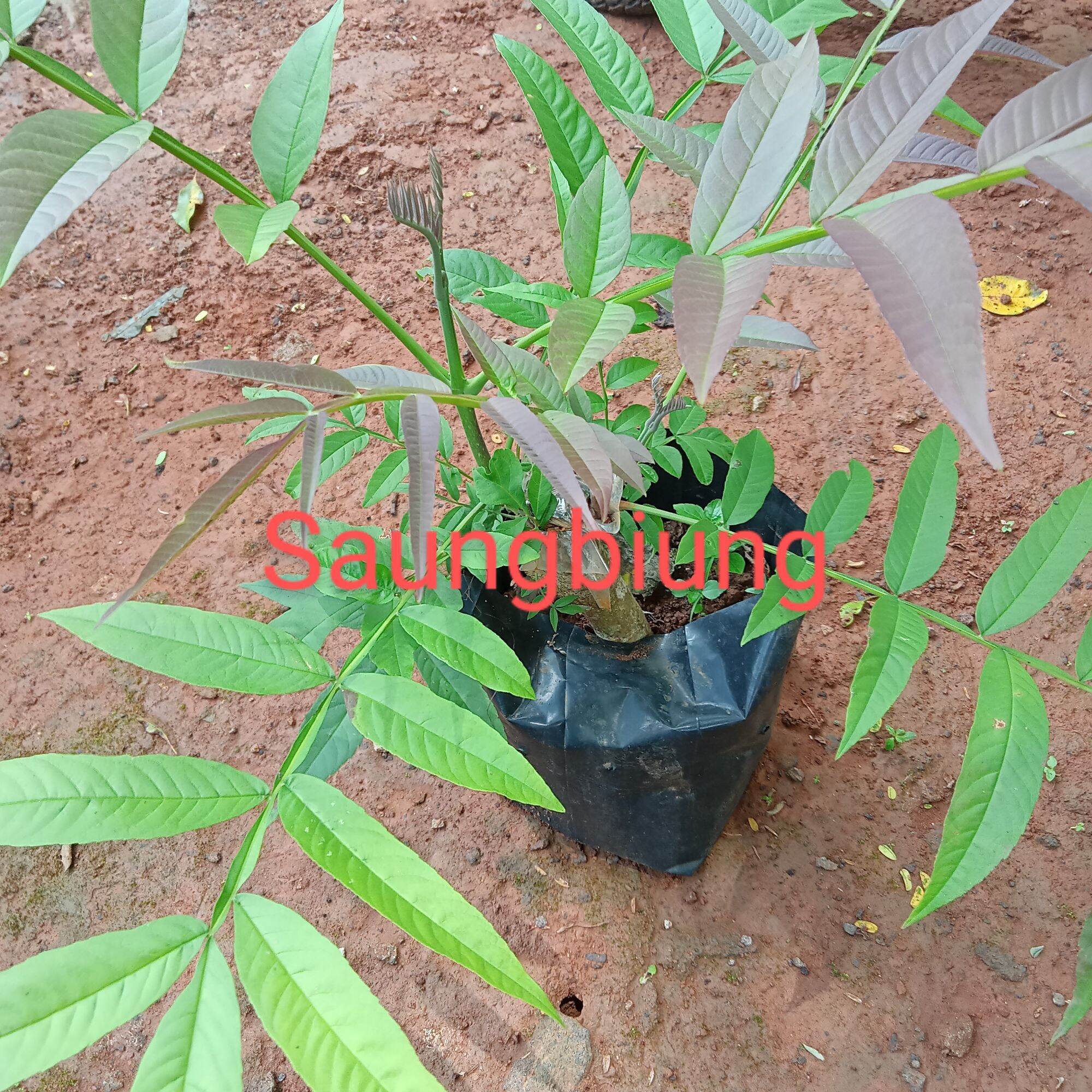 Stek pohon Sungkai /jati Belanda sudah tumbuh daun | Lazada Indonesia