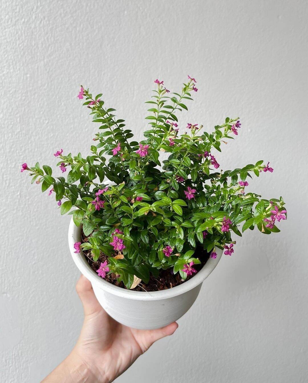 TANAMAM HIAS HIDUP TAIWAN BEAUTY BUNGA UNGU - TANAMAN HIAS TAIWAN BUNGA ...