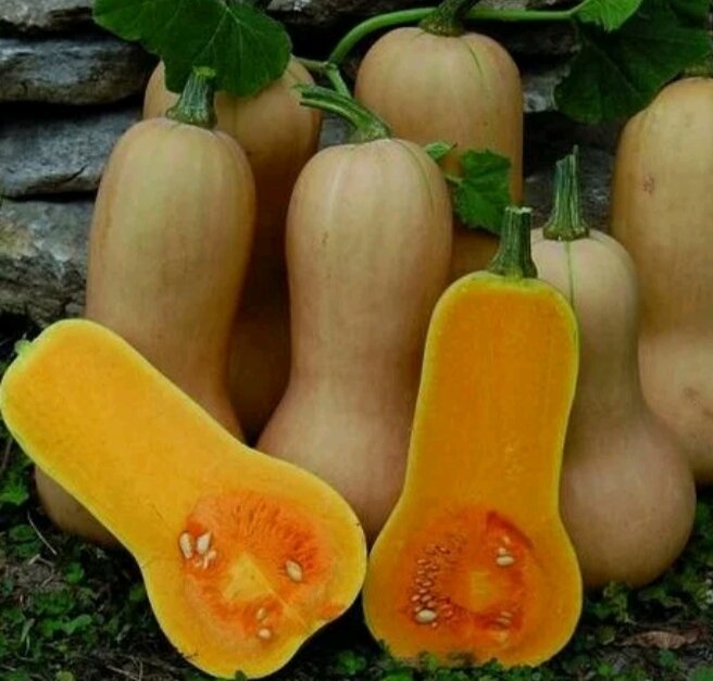 2 Benih WALUH LABU MADU | Lazada Indonesia