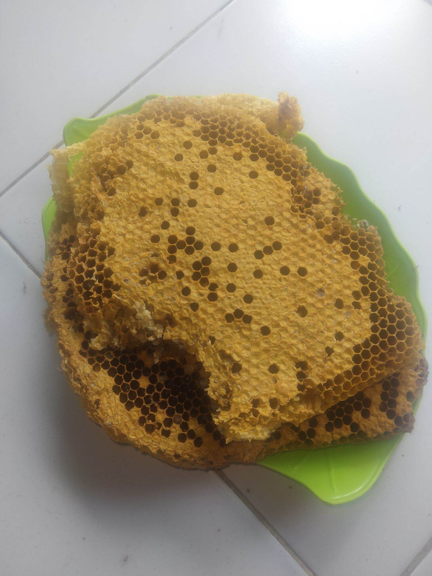 jual sarang telor lebah tawon untuk umpan pancing250 grm | Lazada Indonesia