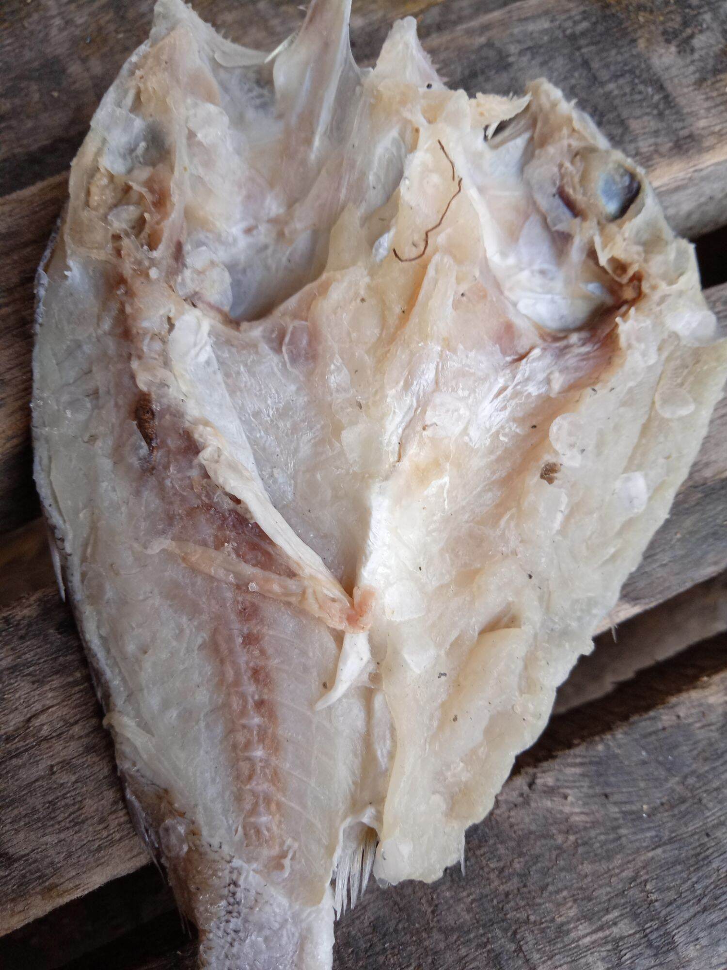 Ikan Ketambak Bijian | Lazada Indonesia