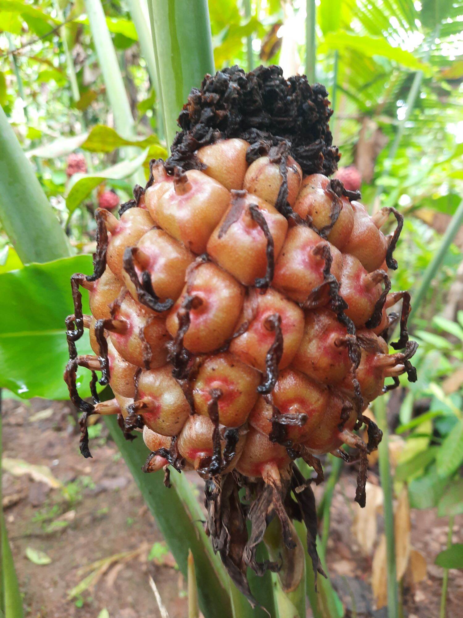 Buah honje segar 1 kg | Lazada Indonesia