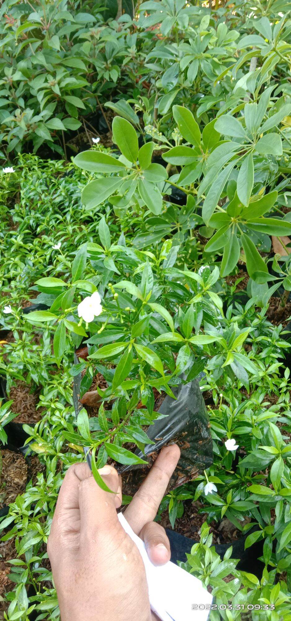 Tanaman hias saberna - Tanaman hias rembosa mini hijau | Lazada Indonesia