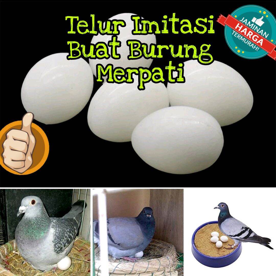 Telur Palsu Dummy Replika Telor Merpati Warna Putih Bahan Plastik ...
